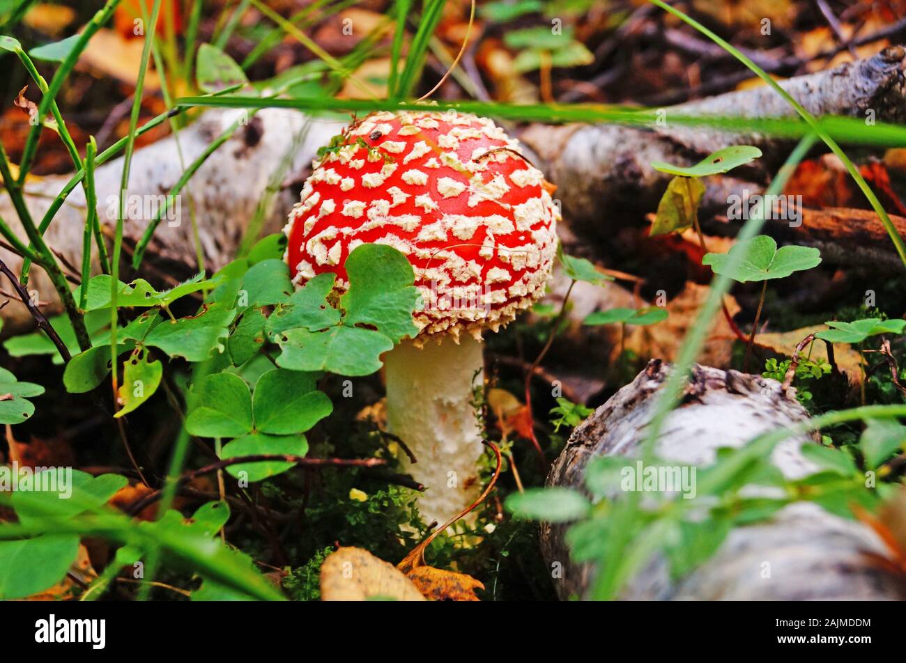 Amanita muscaria mushroom with a red cap in a white dot and a white leg ...