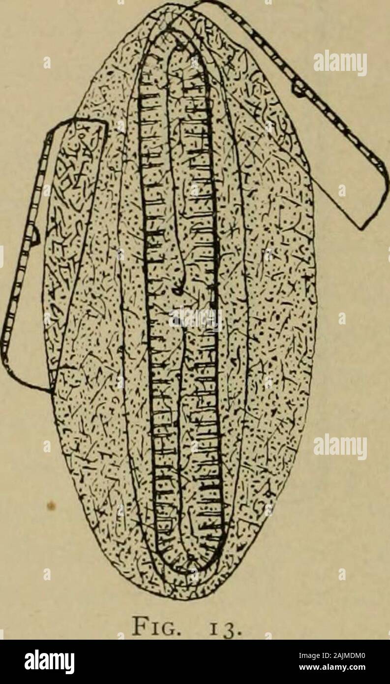 Multiple Diatoms Labeled