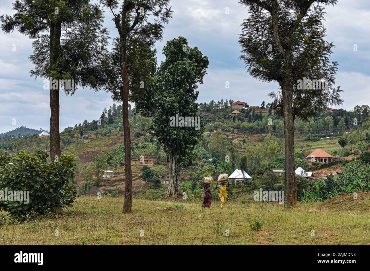 Cassava africa hi-res stock photography and images - Alamy