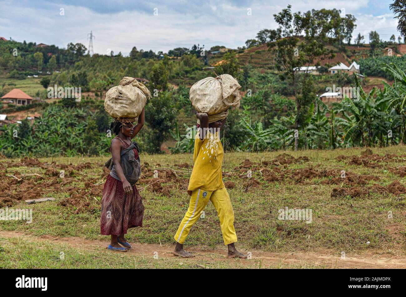 Cassava africa hi-res stock photography and images - Alamy