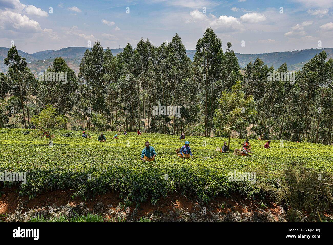 Tea crop photos hi-res stock photography and images - Alamy