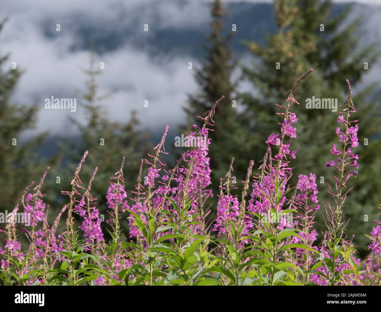 Fireweed in mid summer, Juneau, Alaska Stock Photo - Alamy