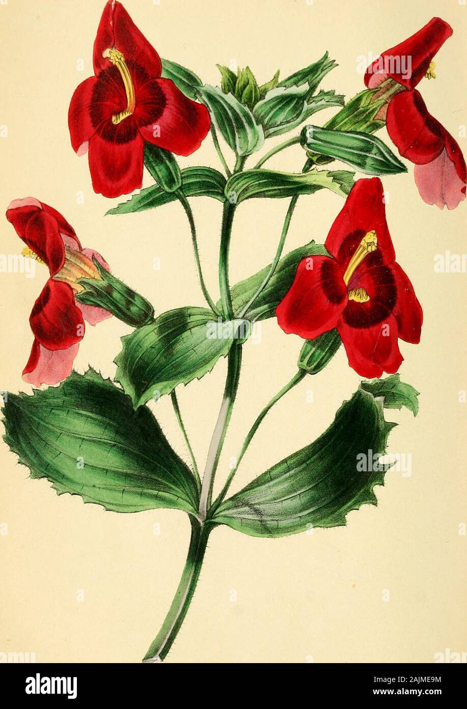 Four lobed corolla hi-res stock photography and images - Alamy