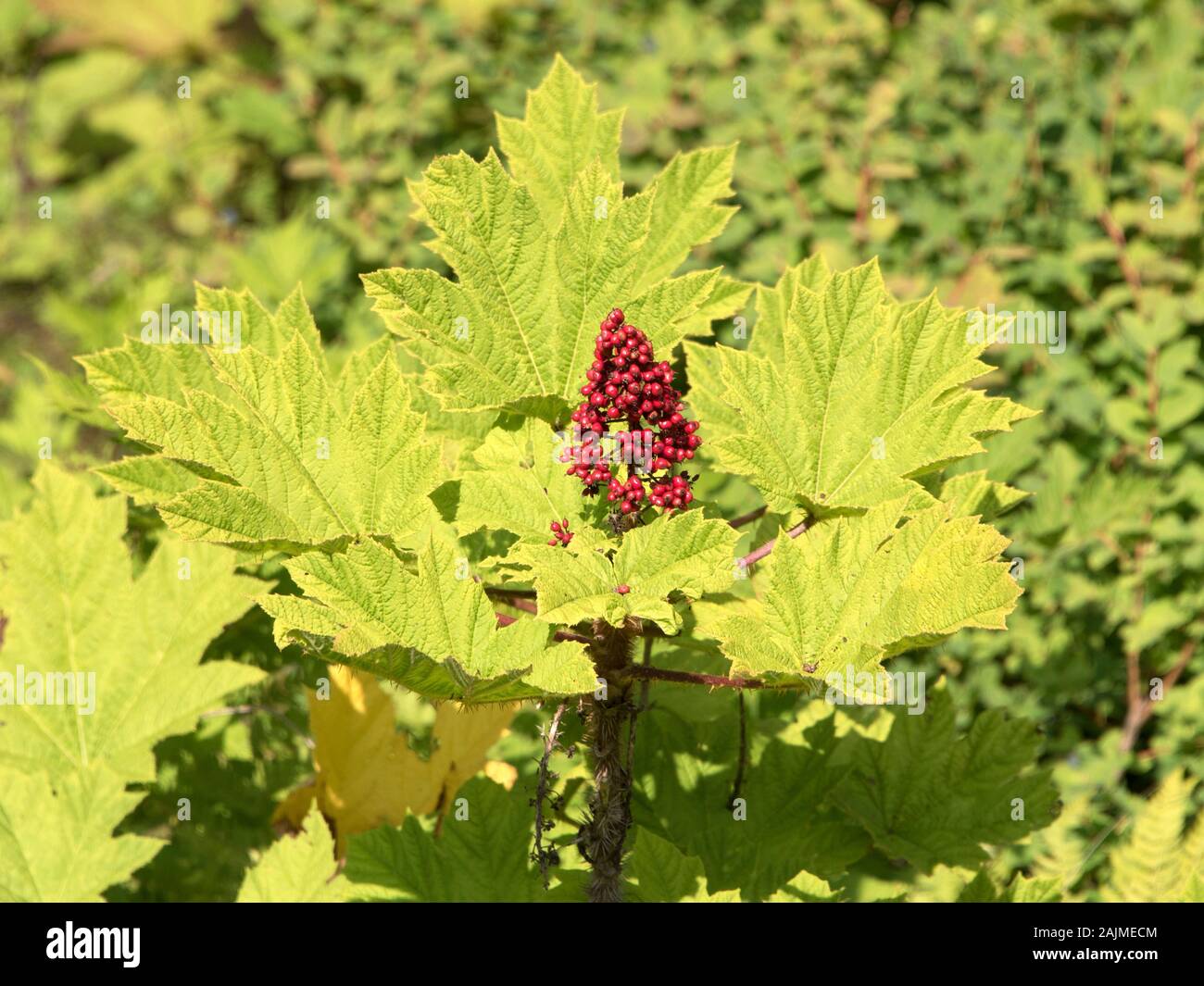 Devil's club alaska hi-res stock photography and images - Alamy