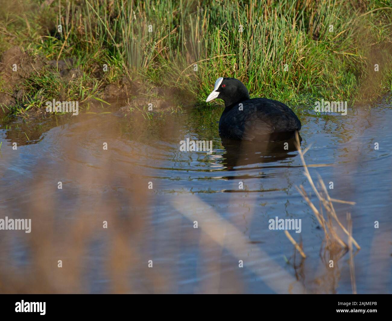 A Coot swimming at Cliffe Marshes Stock Photo - Alamy
