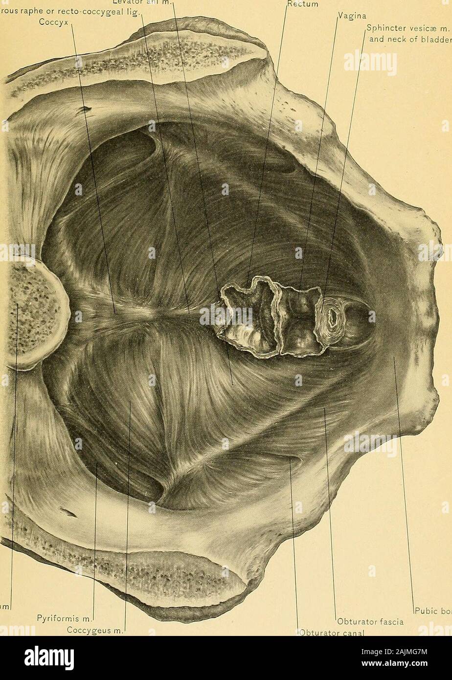 Surgical anatomy : a treatise on human anatomy in its application to ...