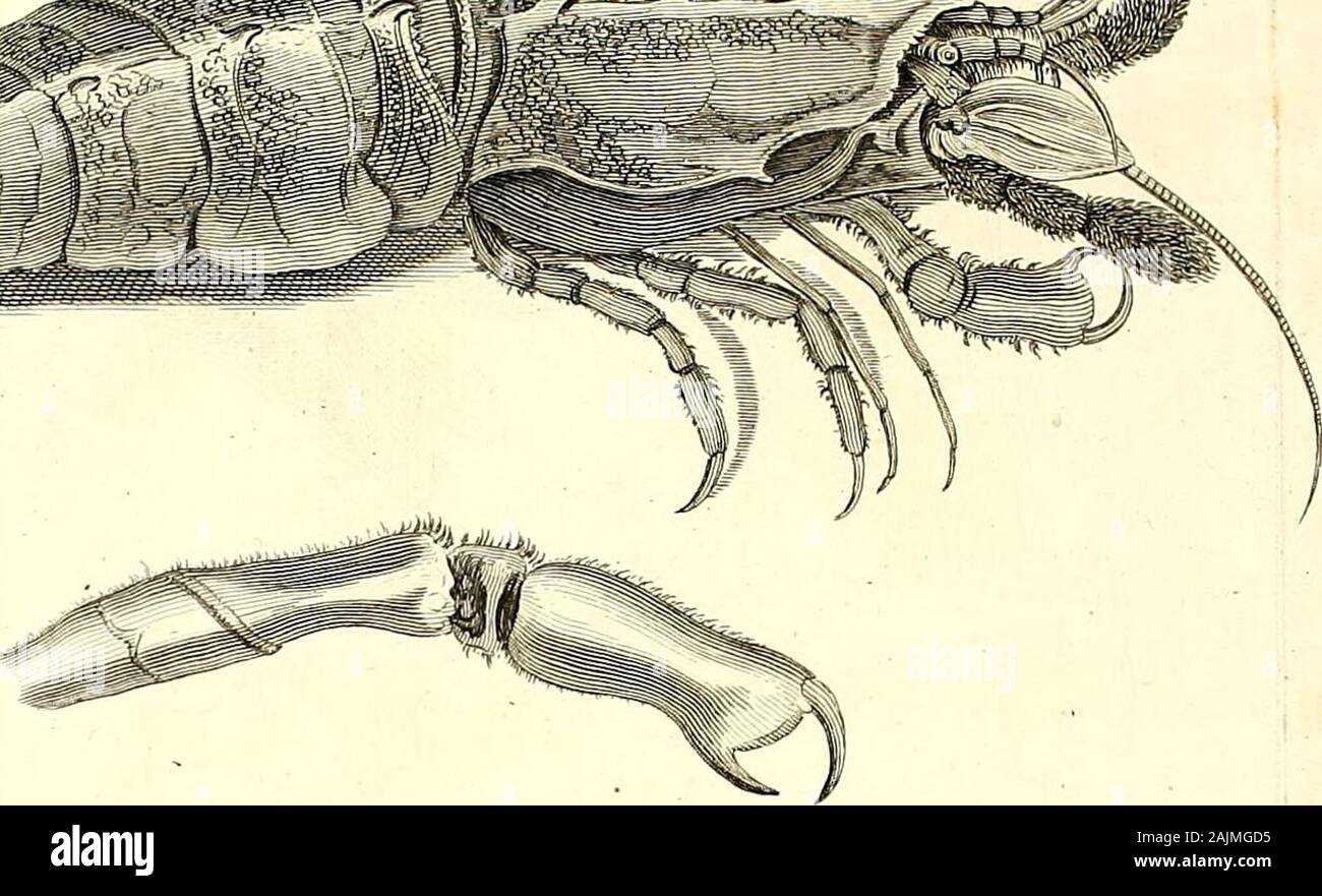 Sipunculus hi-res stock photography and images - Alamy