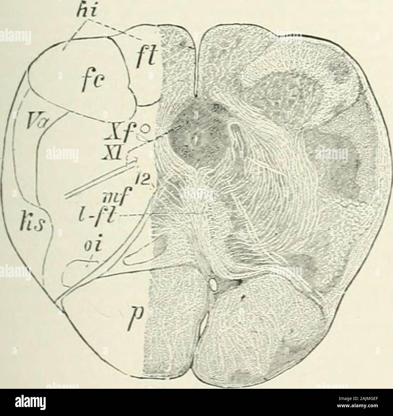 Facial nerve nucleus hi-res stock photography and images - Alamy