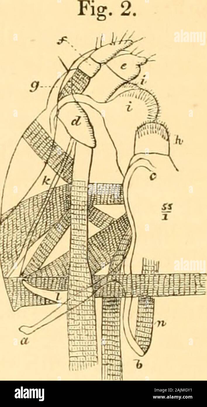 The Annals and magazine of natural history; zoology, botany, and ...