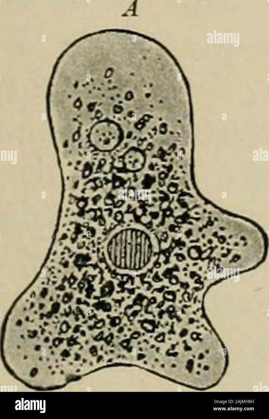 Pseudopodium hi-res stock photography and images - Alamy