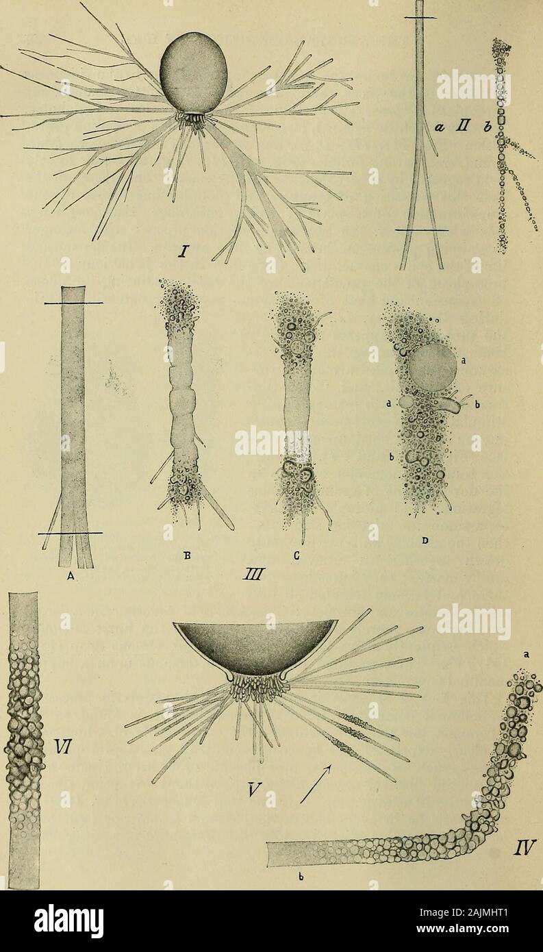 Drop shaped shell hi-res stock photography and images - Alamy