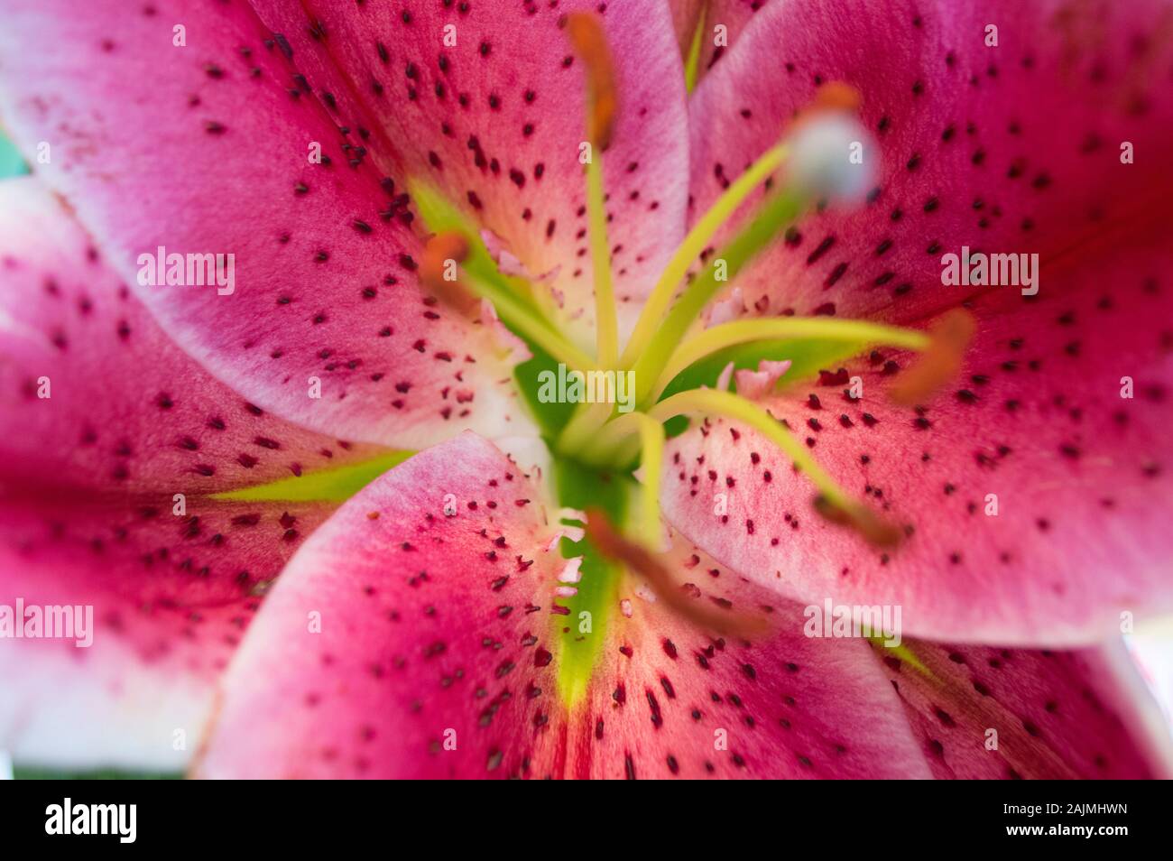 A Bright Pink Lily Stock Photo - Alamy