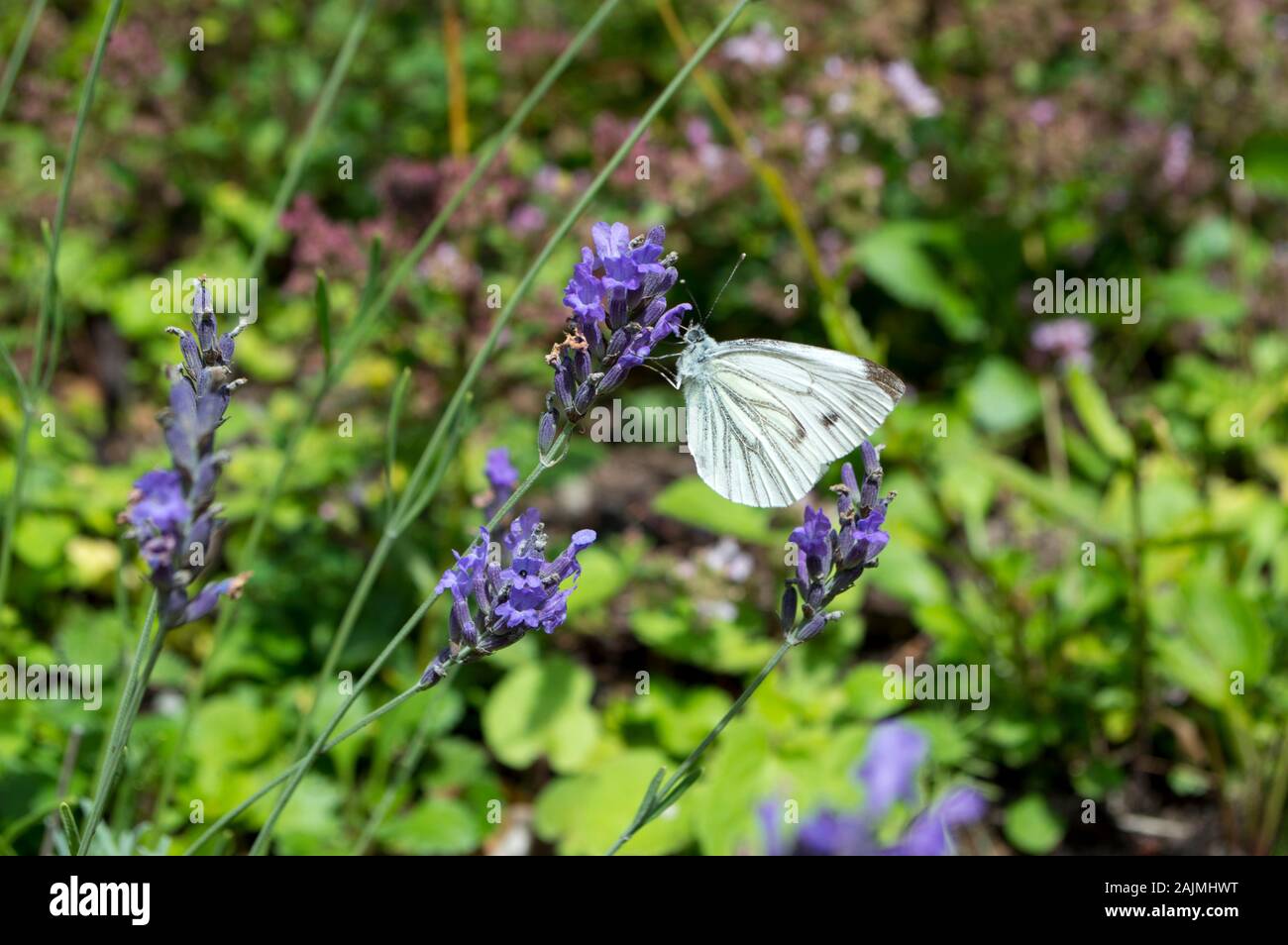 Lavender butterfly hi-res stock photography and images - Alamy
