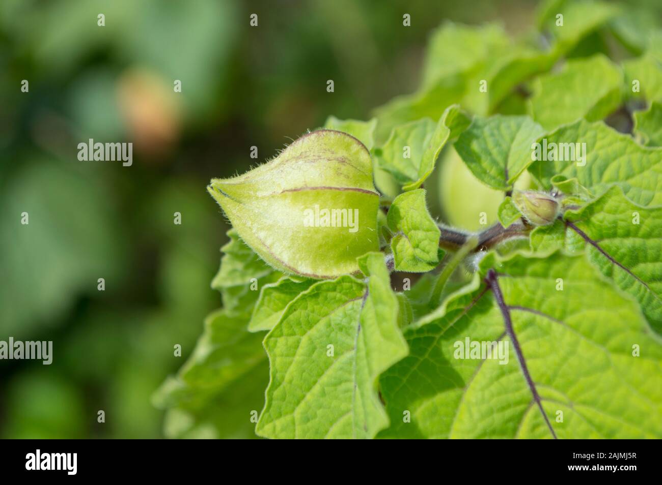 Budding flower hi-res stock photography and images - Alamy