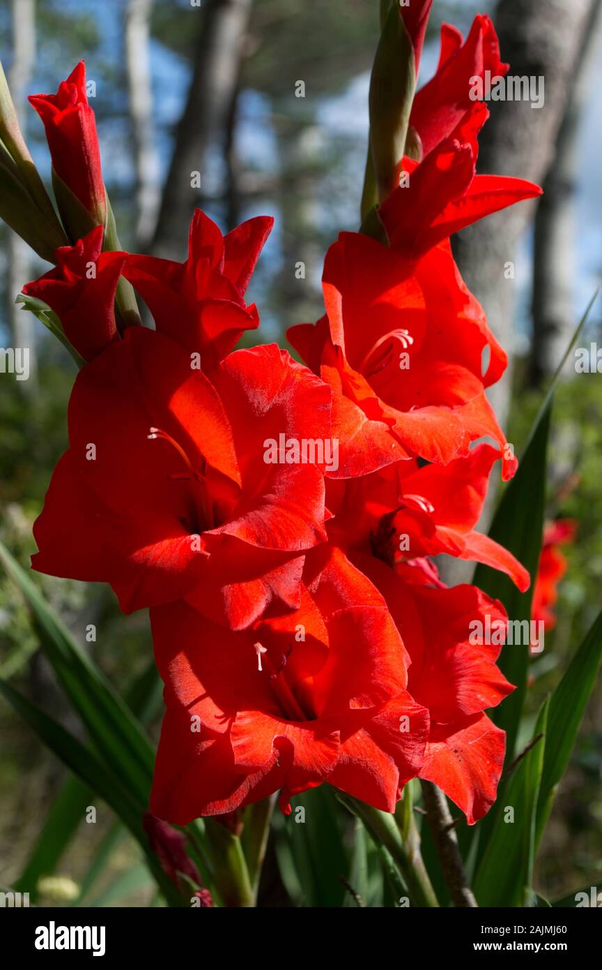 Gladiolus red flowers hi-res stock photography and images - Alamy