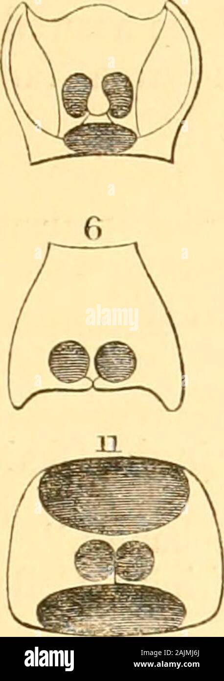 The Annals and magazine of natural history; zoology, botany, and ...