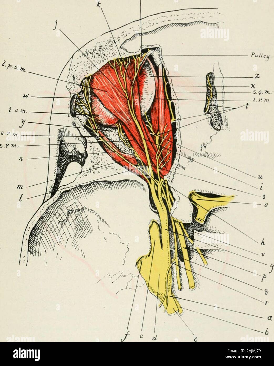 ciliary nerves