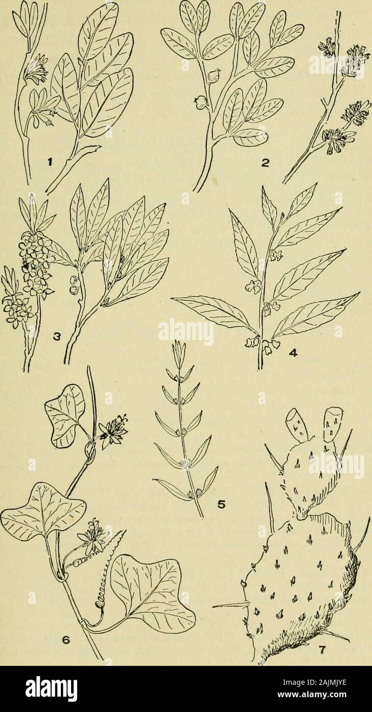 Shepherdia canadensis hi-res stock photography and images - Alamy