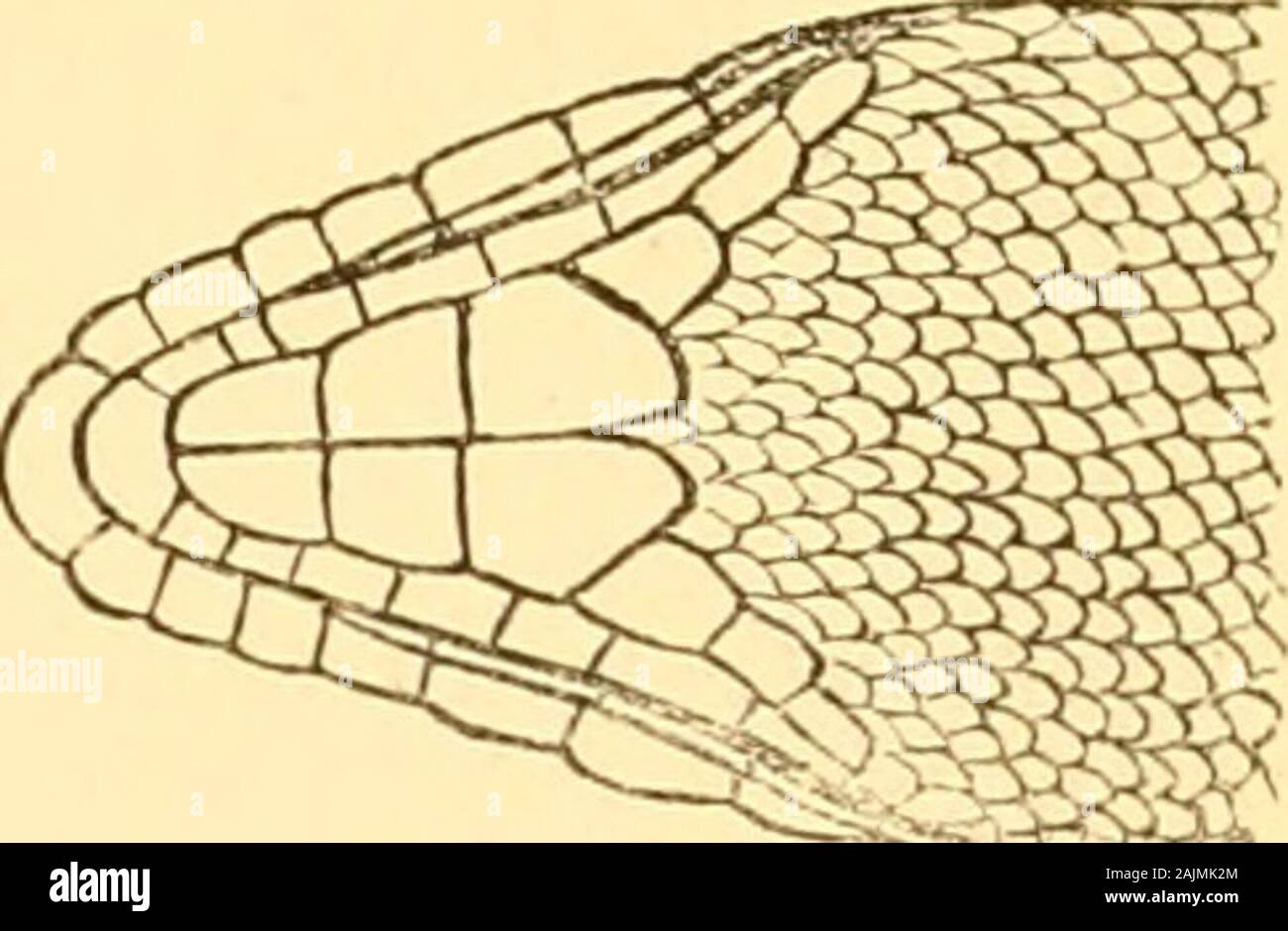 The Annals and magazine of natural history; zoology, botany, and ...