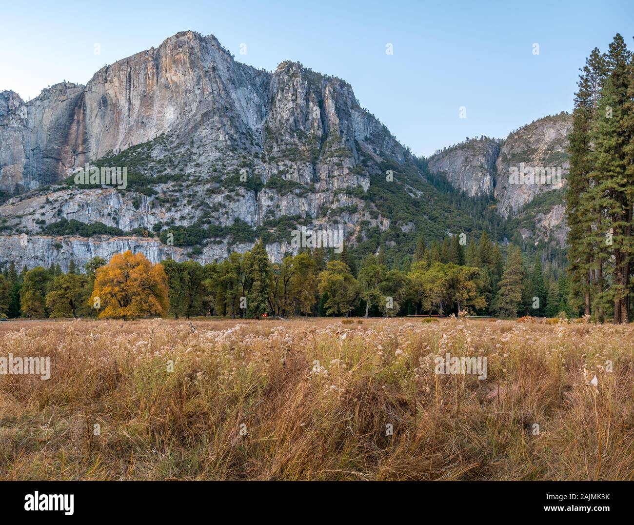 Low Angle View of Colorfull Yellow Fall Season Tree With Mountain in ...