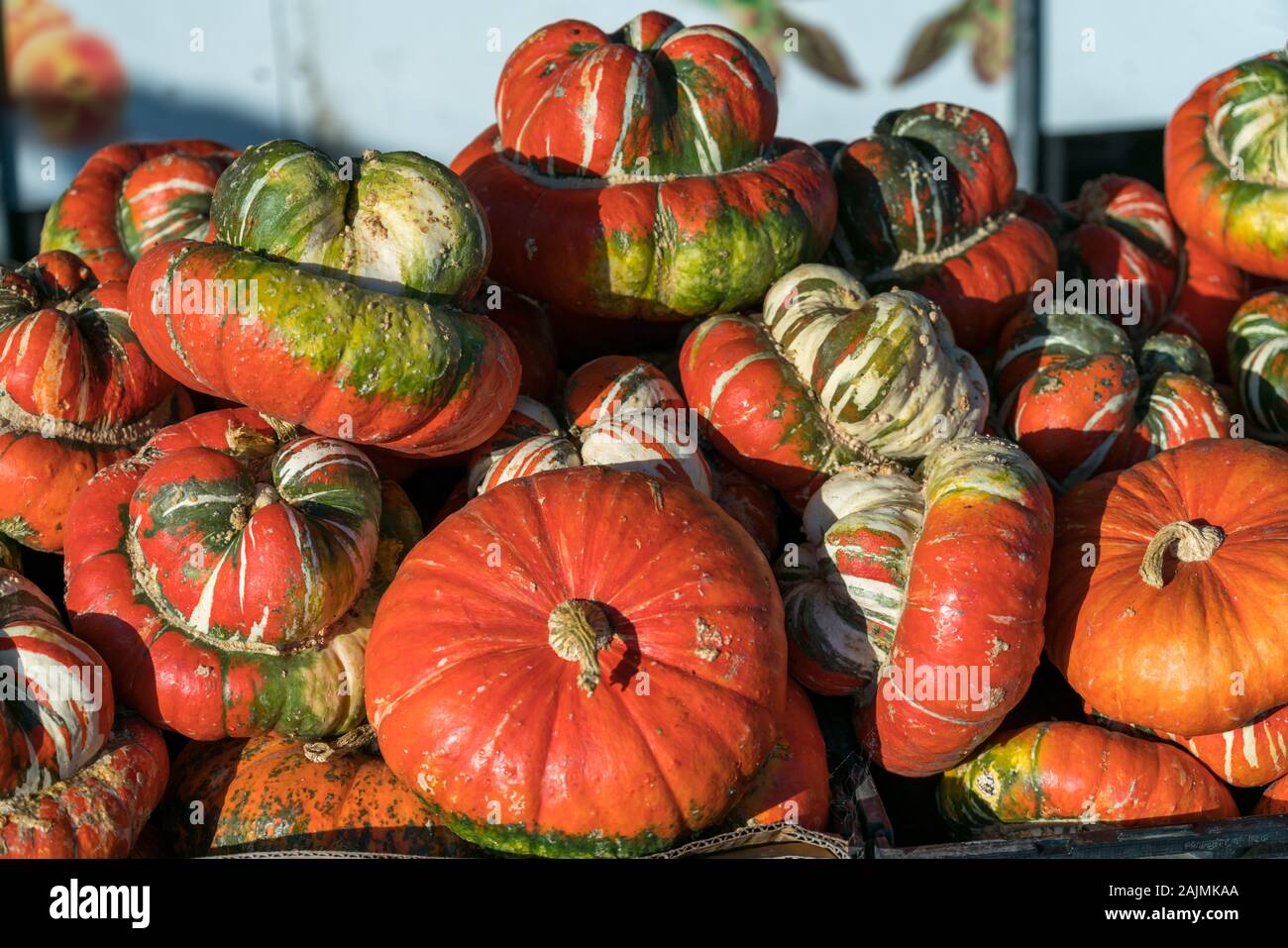 Pile of Odd Shape Pumpkins Ready to be Sold Stock Photo - Alamy