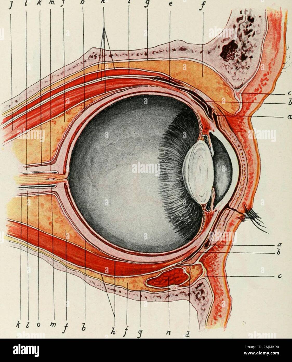 Fornix Conjunctiva