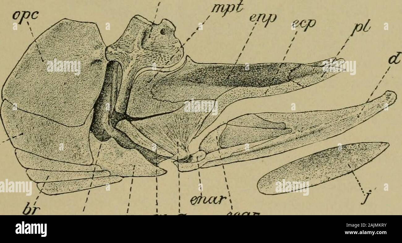 Smithsonian miscellaneous collections . er portion of the supra ...