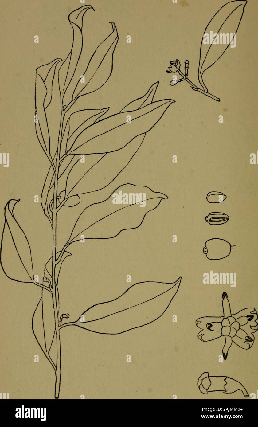 Gomphandra hi-res stock photography and images - Alamy