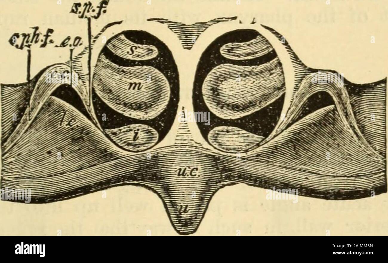 Rhinal hi-res stock photography and images - Alamy