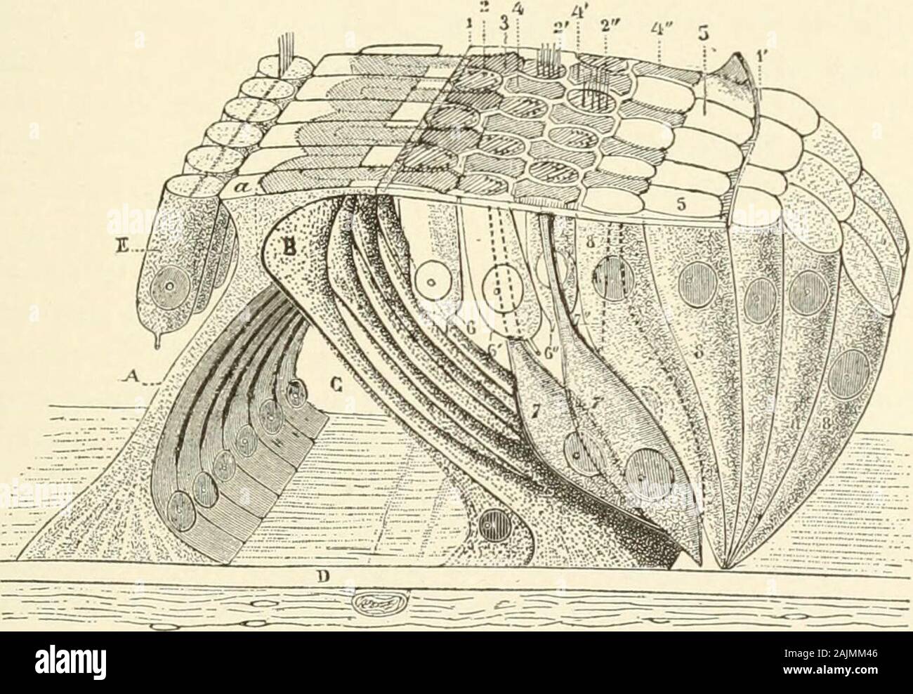 Curved body exhibits hi-res stock photography and images - Alamy