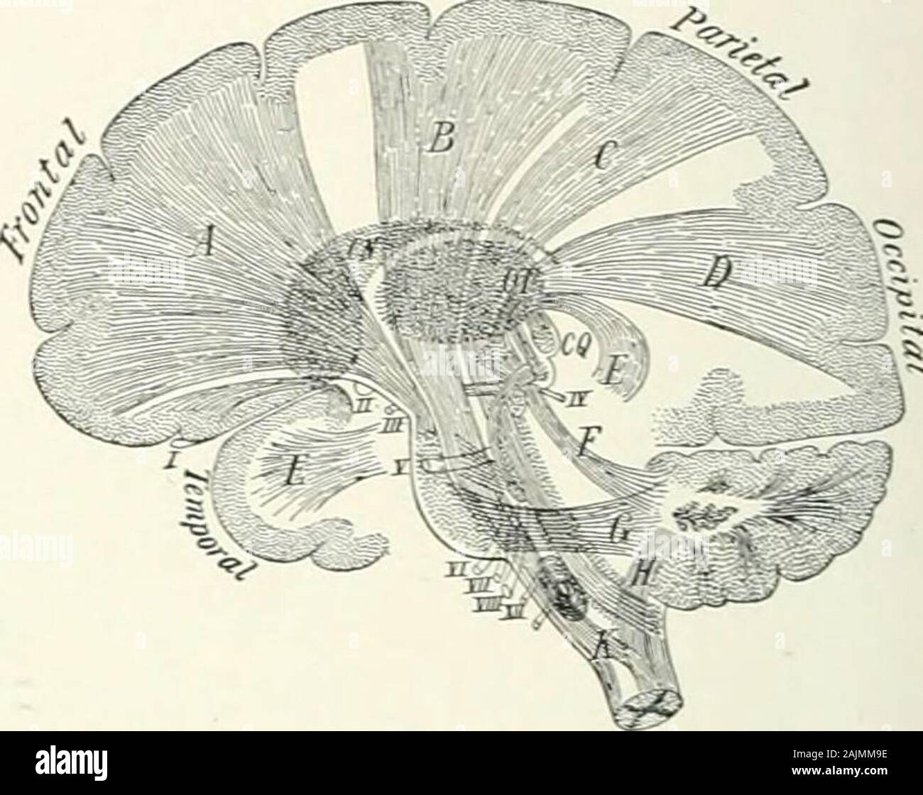 Occi hi-res stock photography and images - Alamy