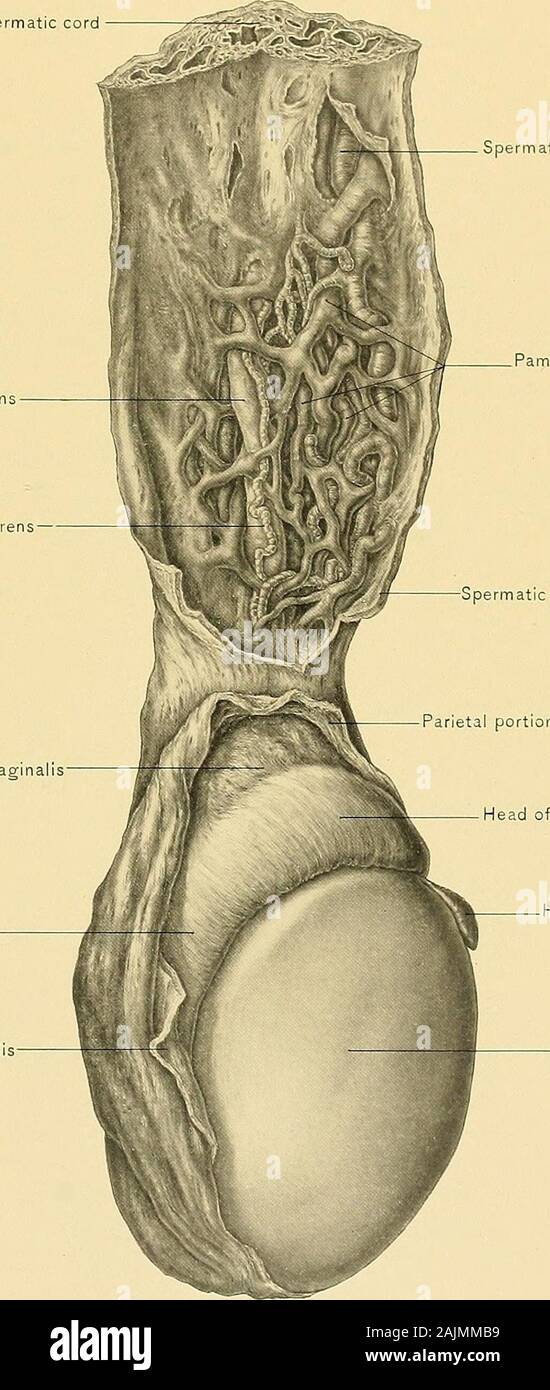 Orchitis hi-res stock photography and images - Alamy