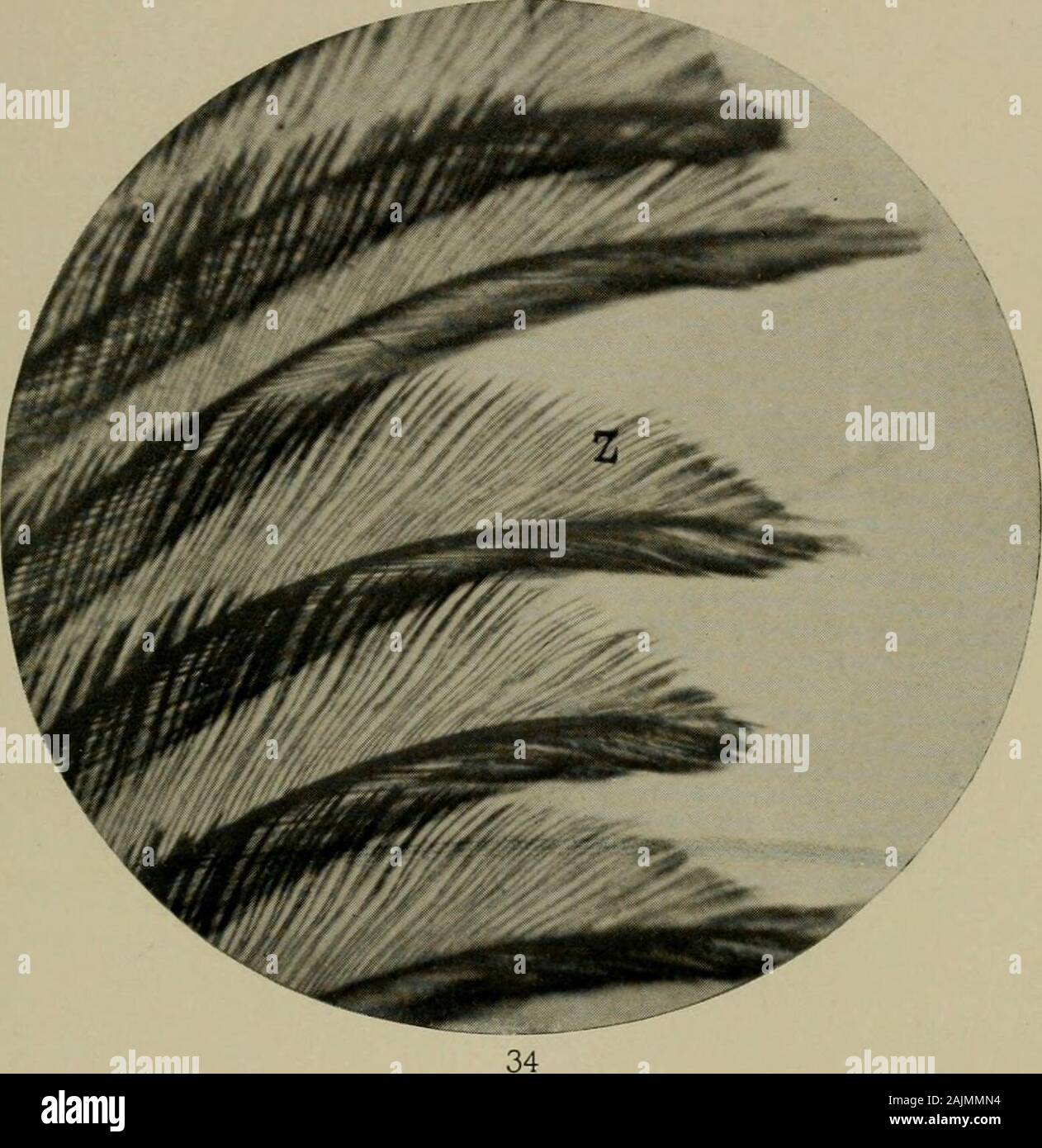 Fish gill magnified hi-res stock photography and images - Alamy
