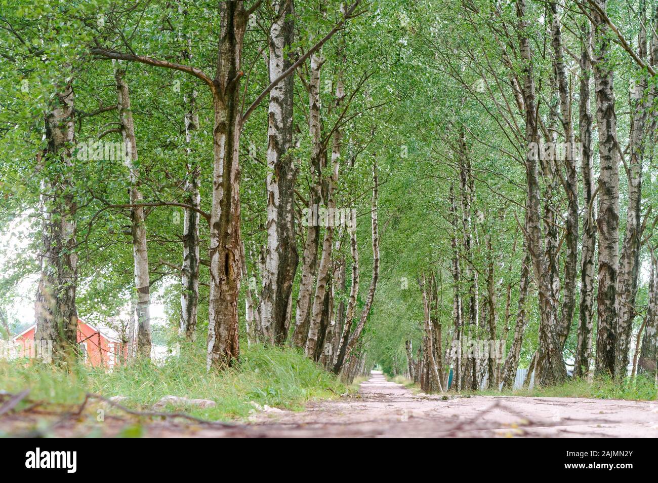 birch alley, country road in the birch forest Stock Photo - Alamy