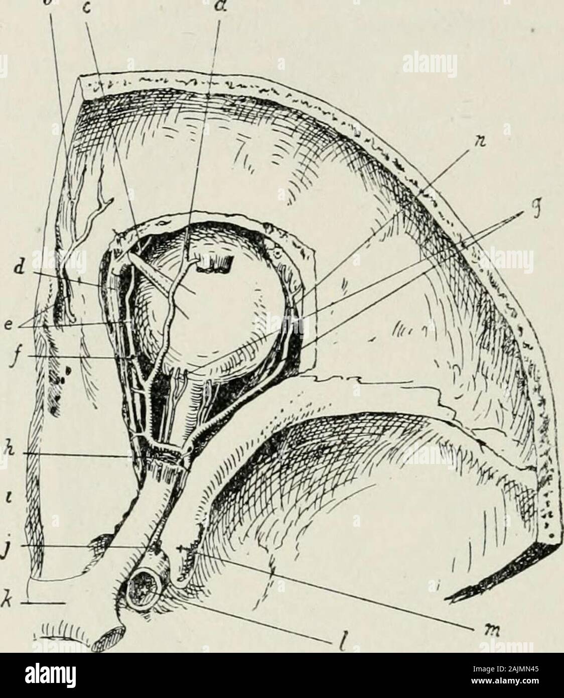 Canal of schlemm hi-res stock photography and images - Alamy