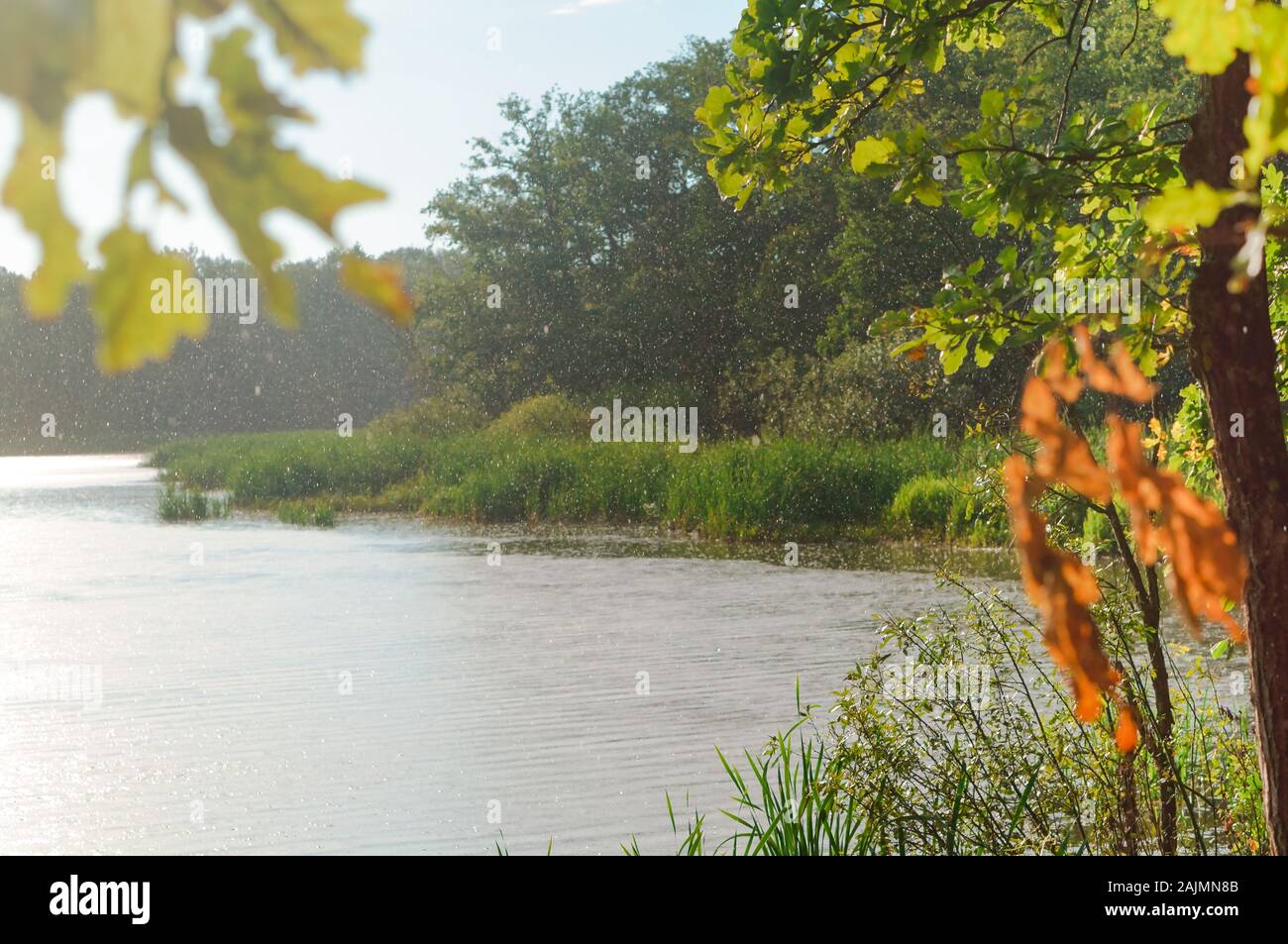 summer rain on the lake, raindrops on the lake in the woods Stock Photo ...