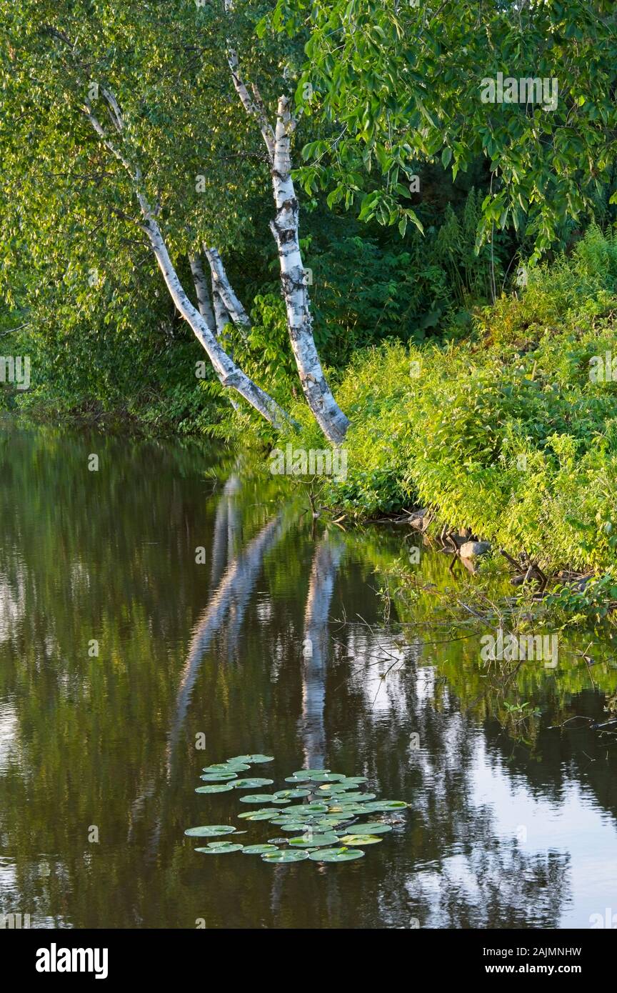Birch trees and waterway near Barker's island marina in Superior ...