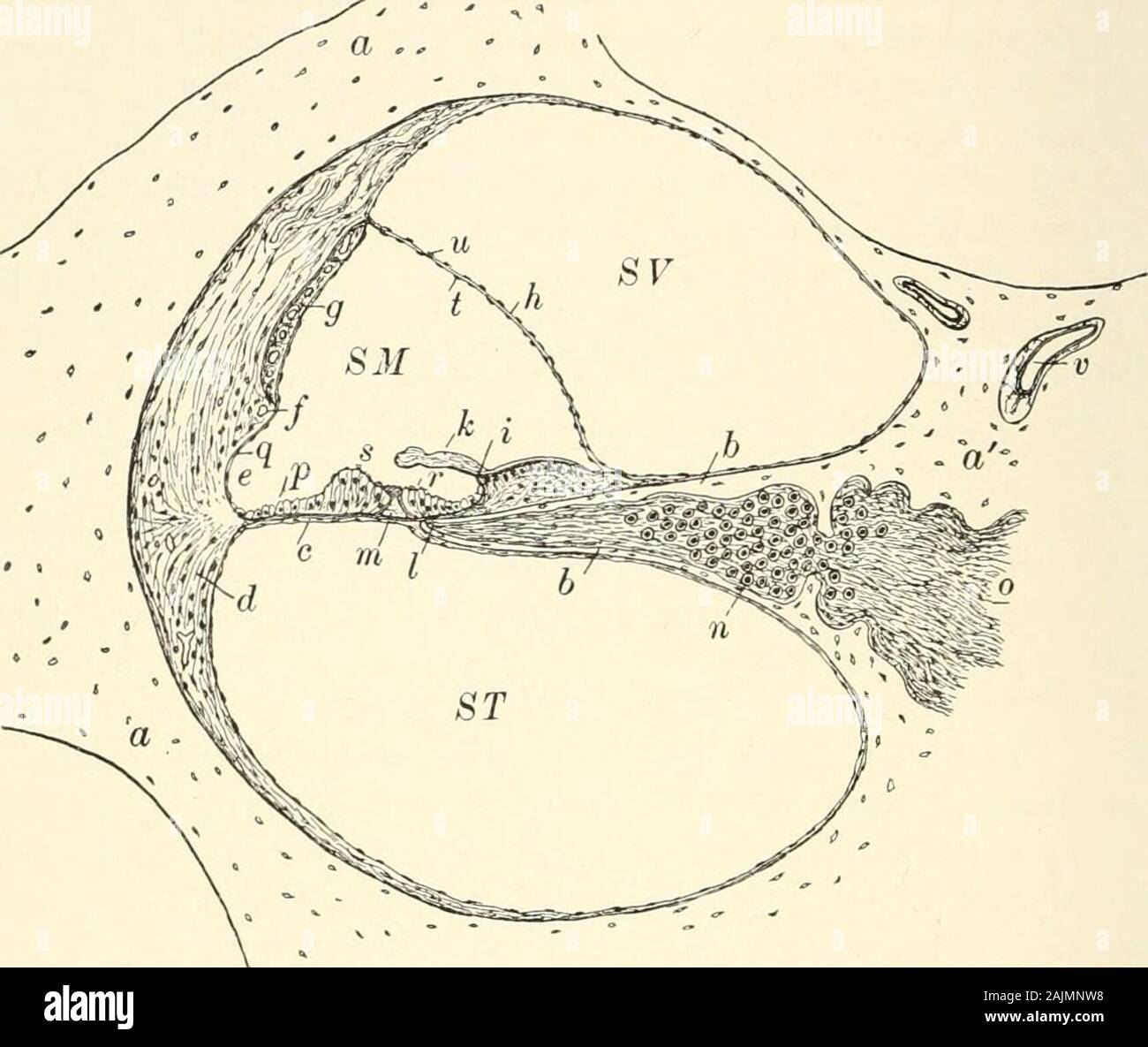 Cochlear duct hi-res stock photography and images - Alamy