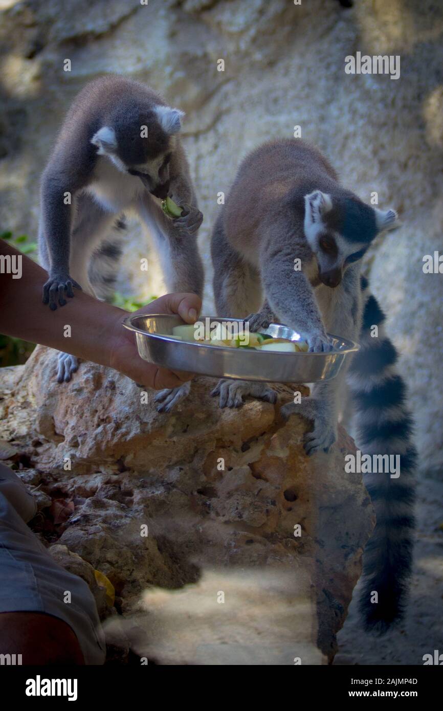 Monkey feeding zoo hi-res stock photography and images - Alamy