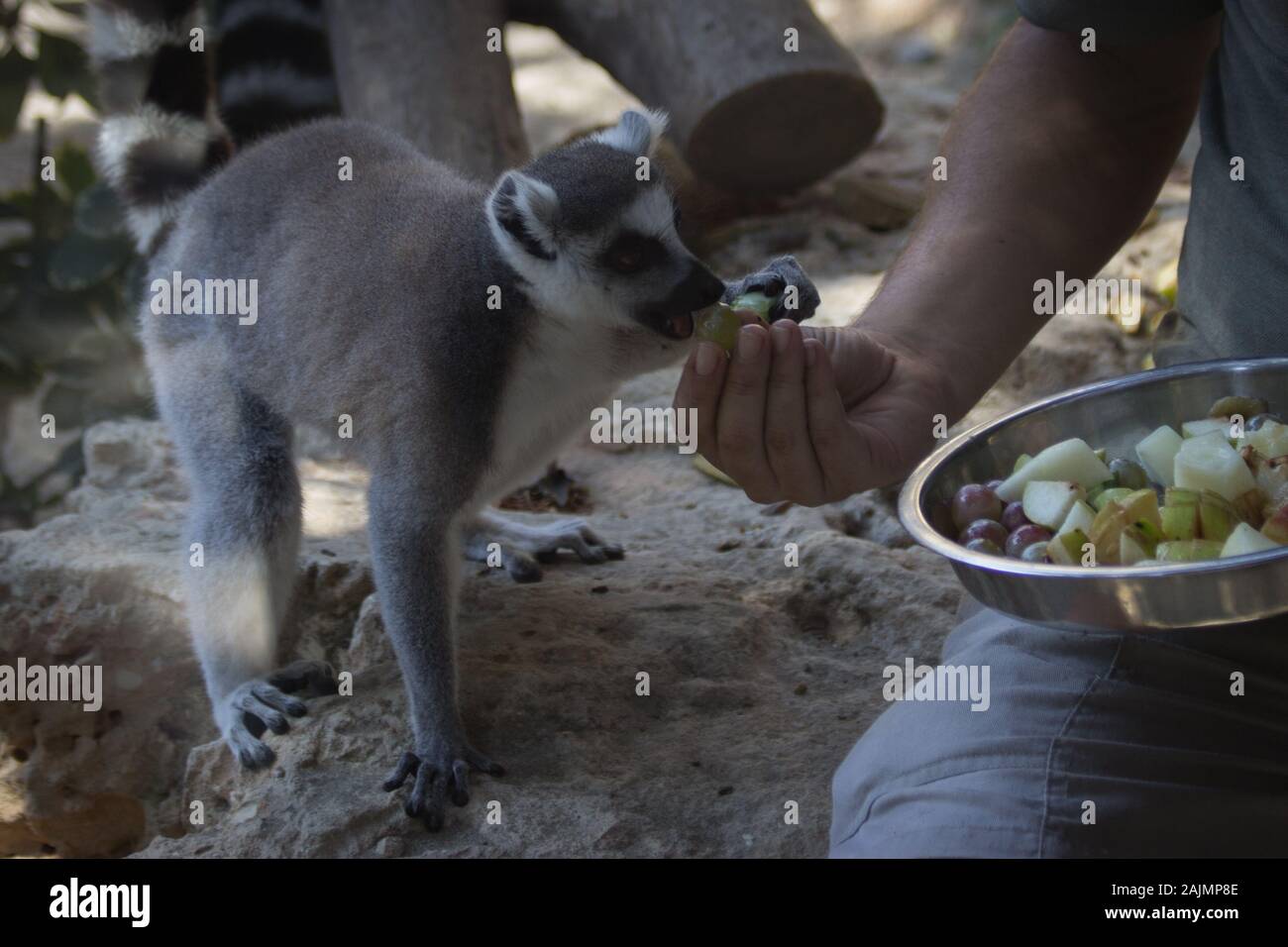 Monkey feeding zoo hi-res stock photography and images - Alamy