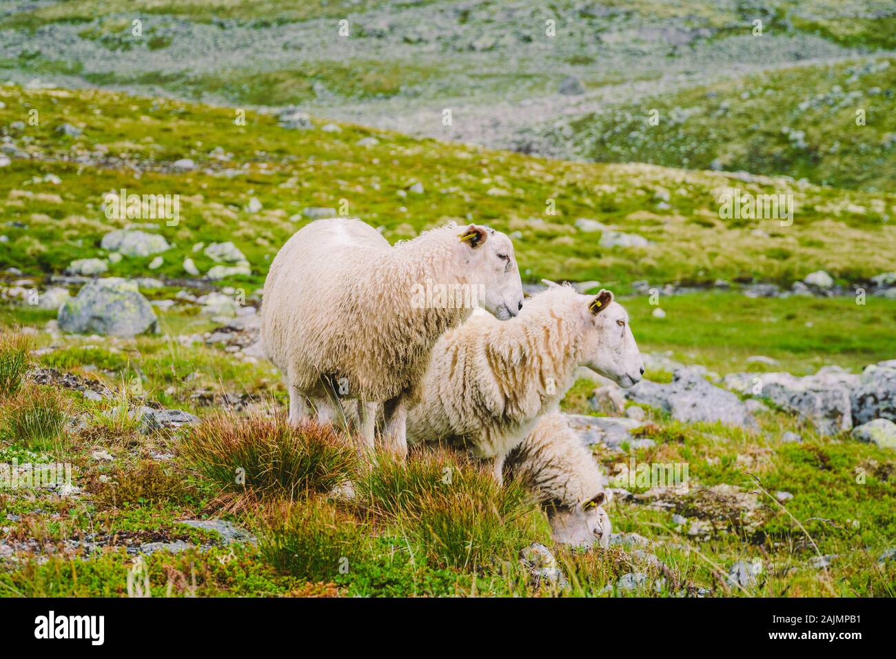 Sheep walking along road. Norway landscape. A lot of sheep on the road ...