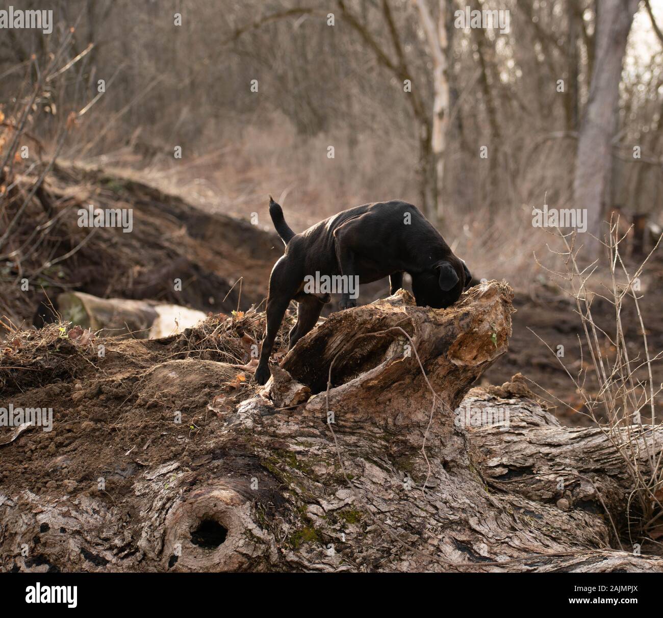 Working terrier hi-res stock photography and images - Alamy