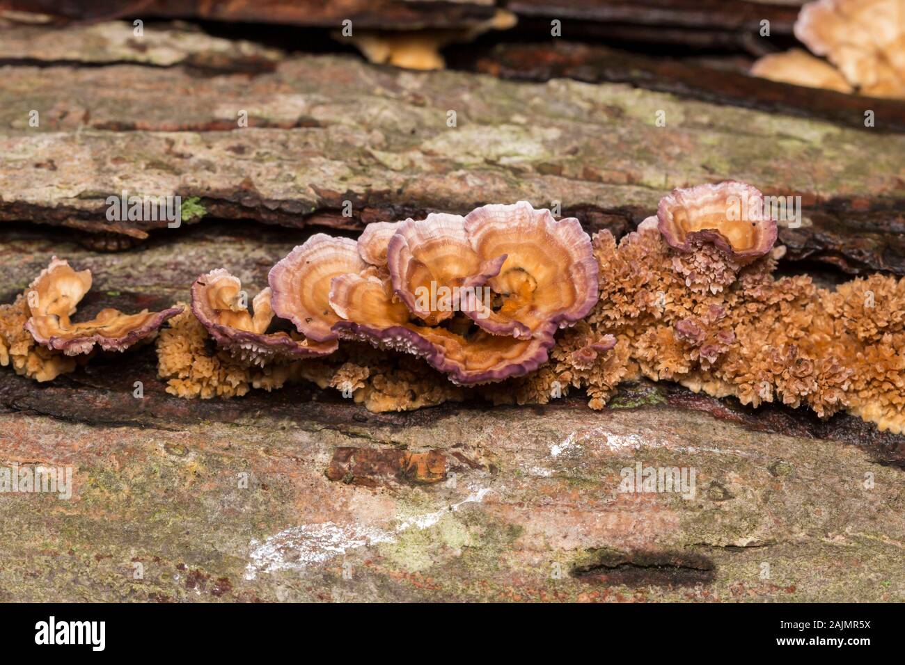 Violet-toothed Polypore (Trichaptum biforme) growing on a decaying tree ...