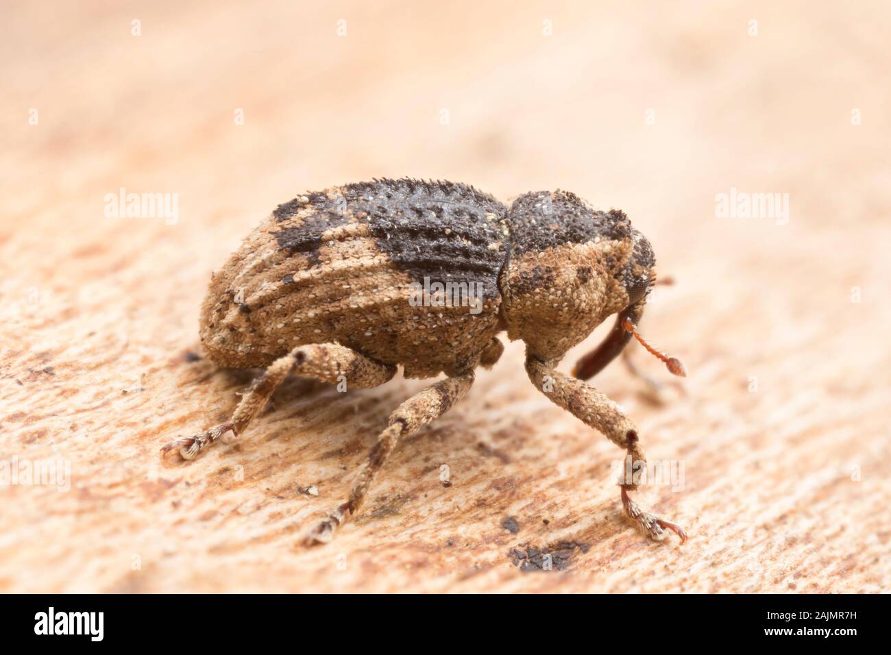 Decaying wood for insects hi-res stock photography and images - Alamy