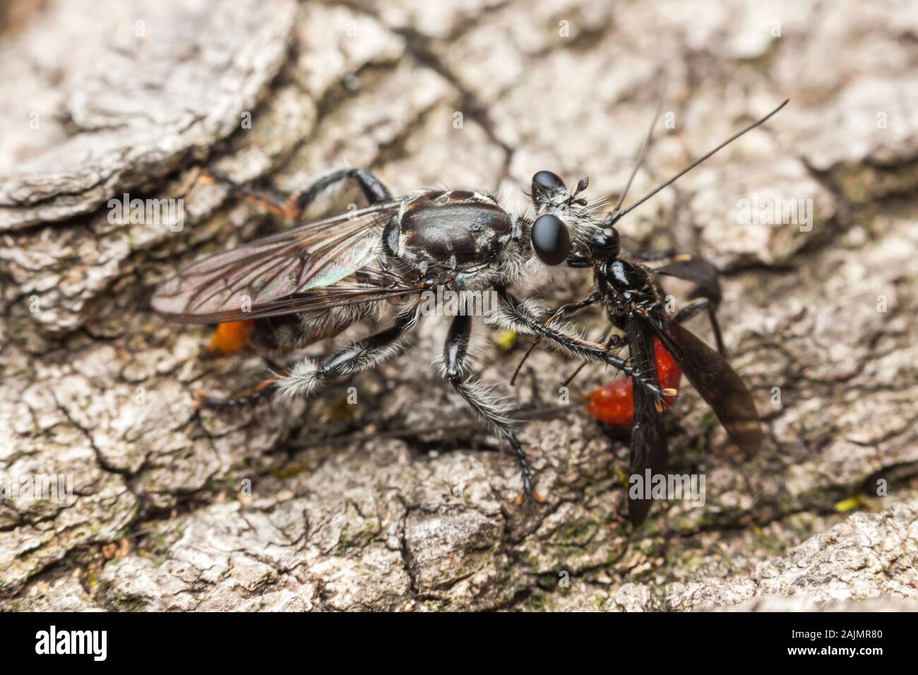 Atanycolus sp hi-res stock photography and images - Alamy