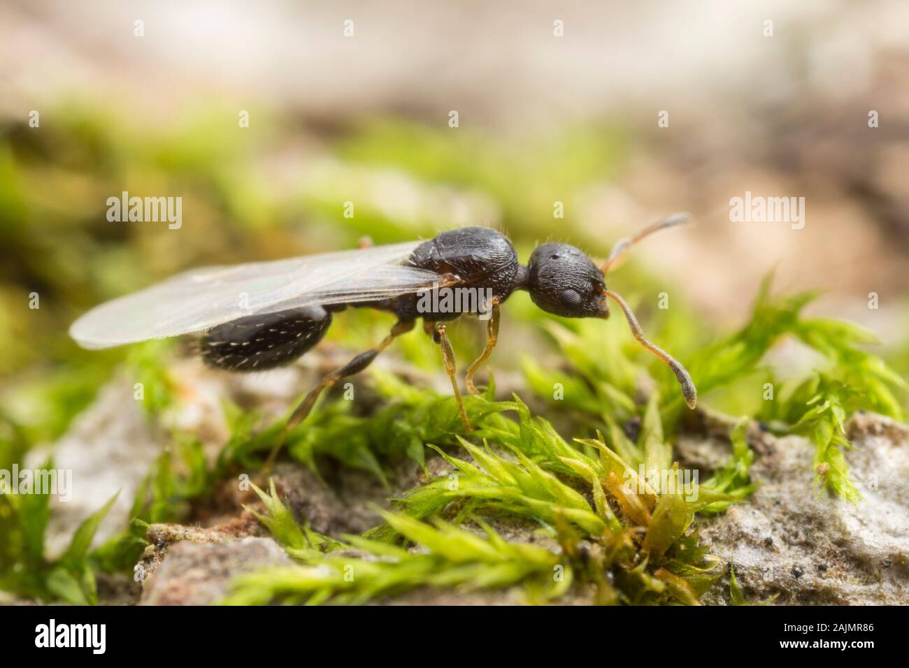 A winged female Acorn Ant (Temnothorax longispinosus) explores the ...