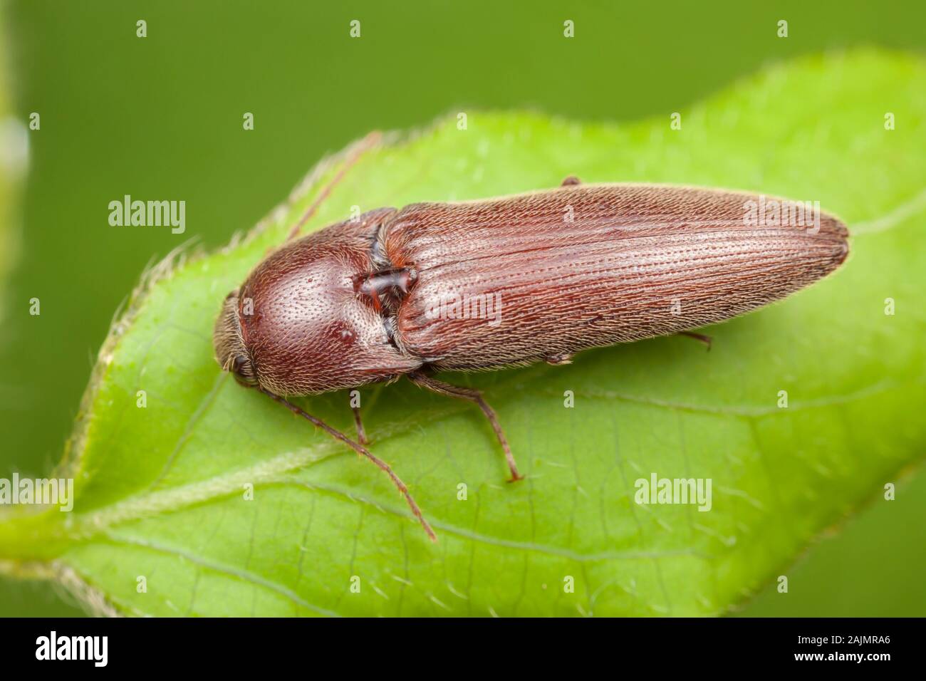 Click Beetle (Melanotus sp Stock Photo - Alamy