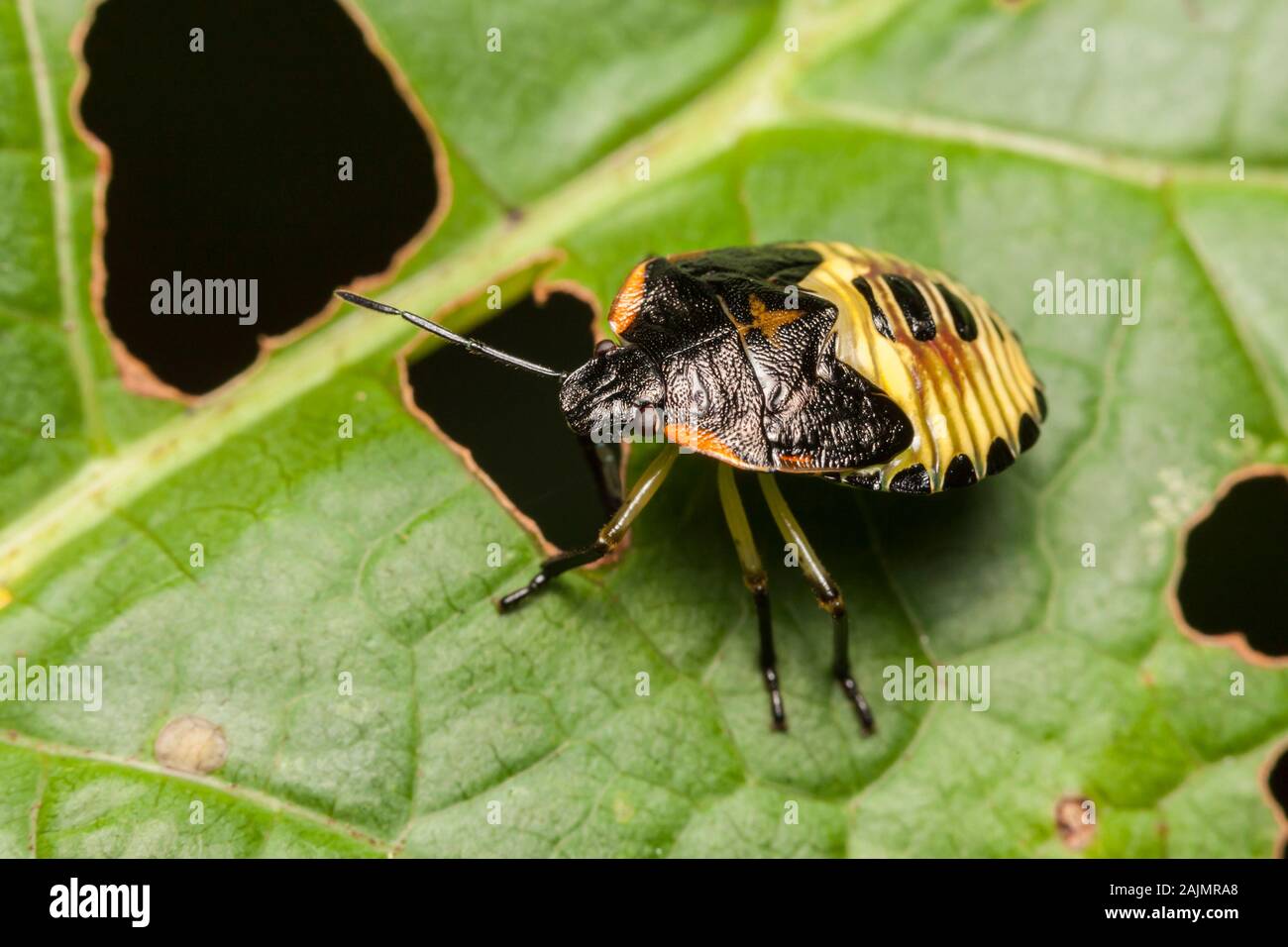 Juvenile bug hi-res stock photography and images - Alamy