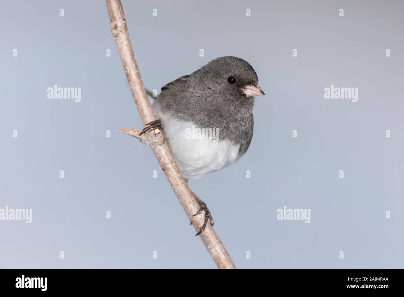 A Northern Slate-colored Junco (Junco hyemalis hyemalis), a subspecies ...