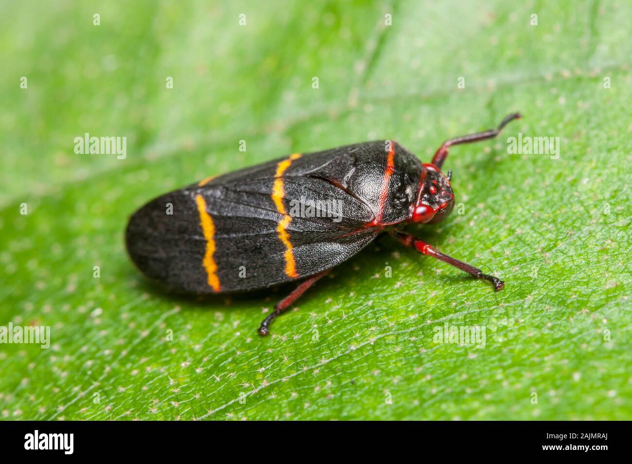 Two lined spittlebug prosapia bicincta hi-res stock photography and ...